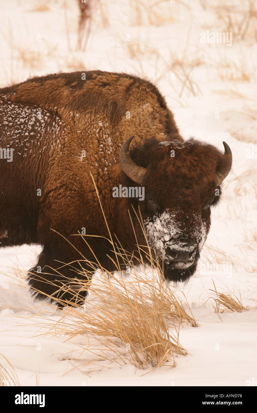 Extinction American Bison High Resolution Stock Photography and Images ...
