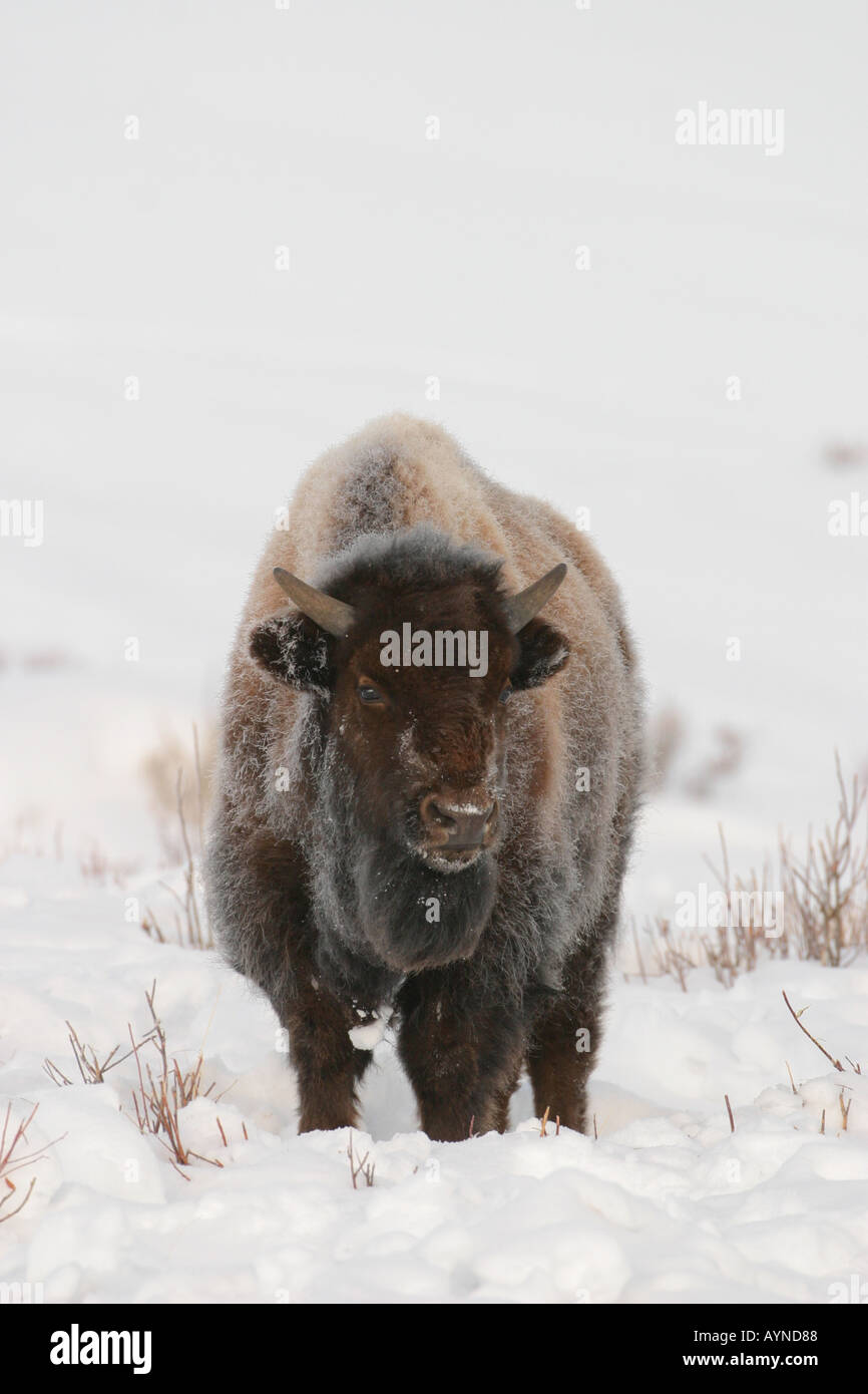 Bison in winter Stock Photo - Alamy