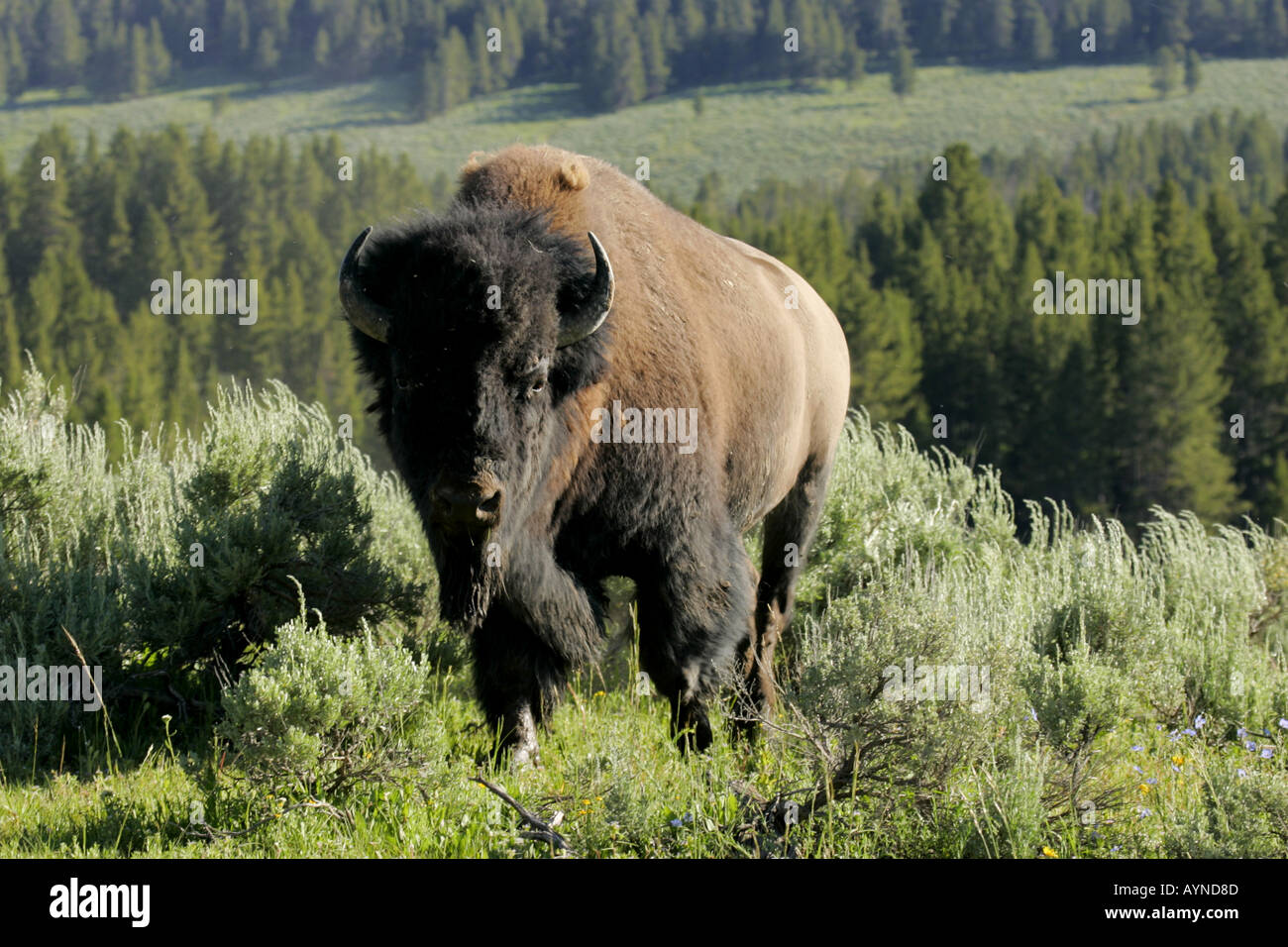Bison was threatened with extinction hi-res stock photography and ...