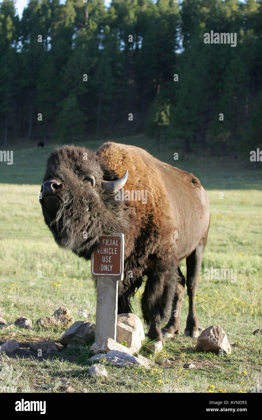 American buffalo bison bison fence hi-res stock photography and images ...