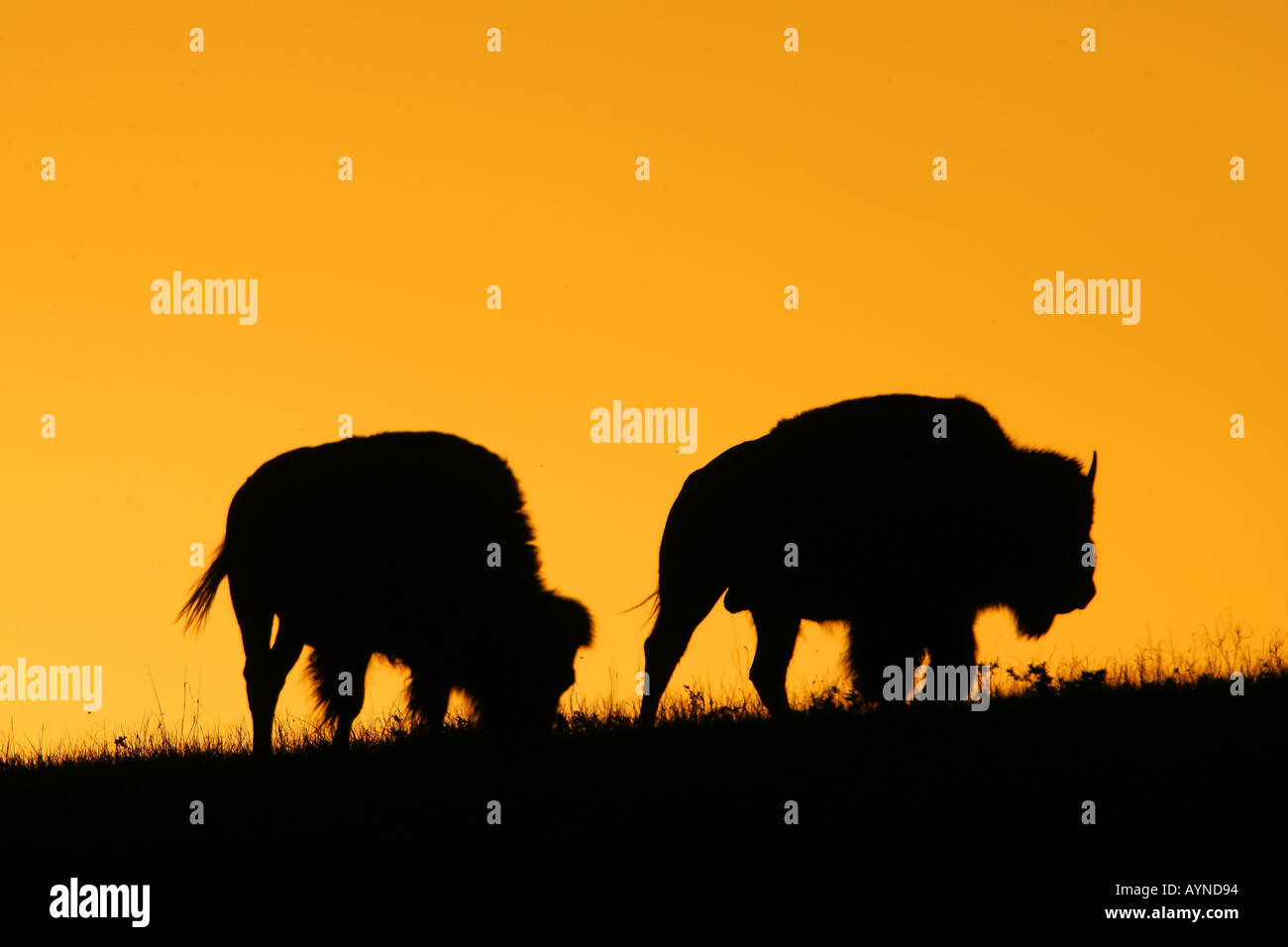 Bison Was Threatened With Extinction High Resolution Stock Photography ...