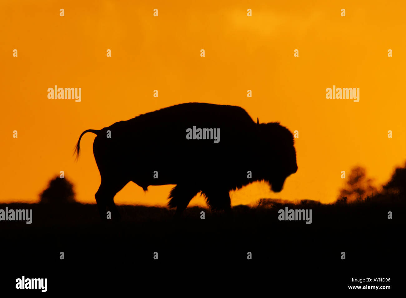 Extinction american bison hi-res stock photography and images - Alamy