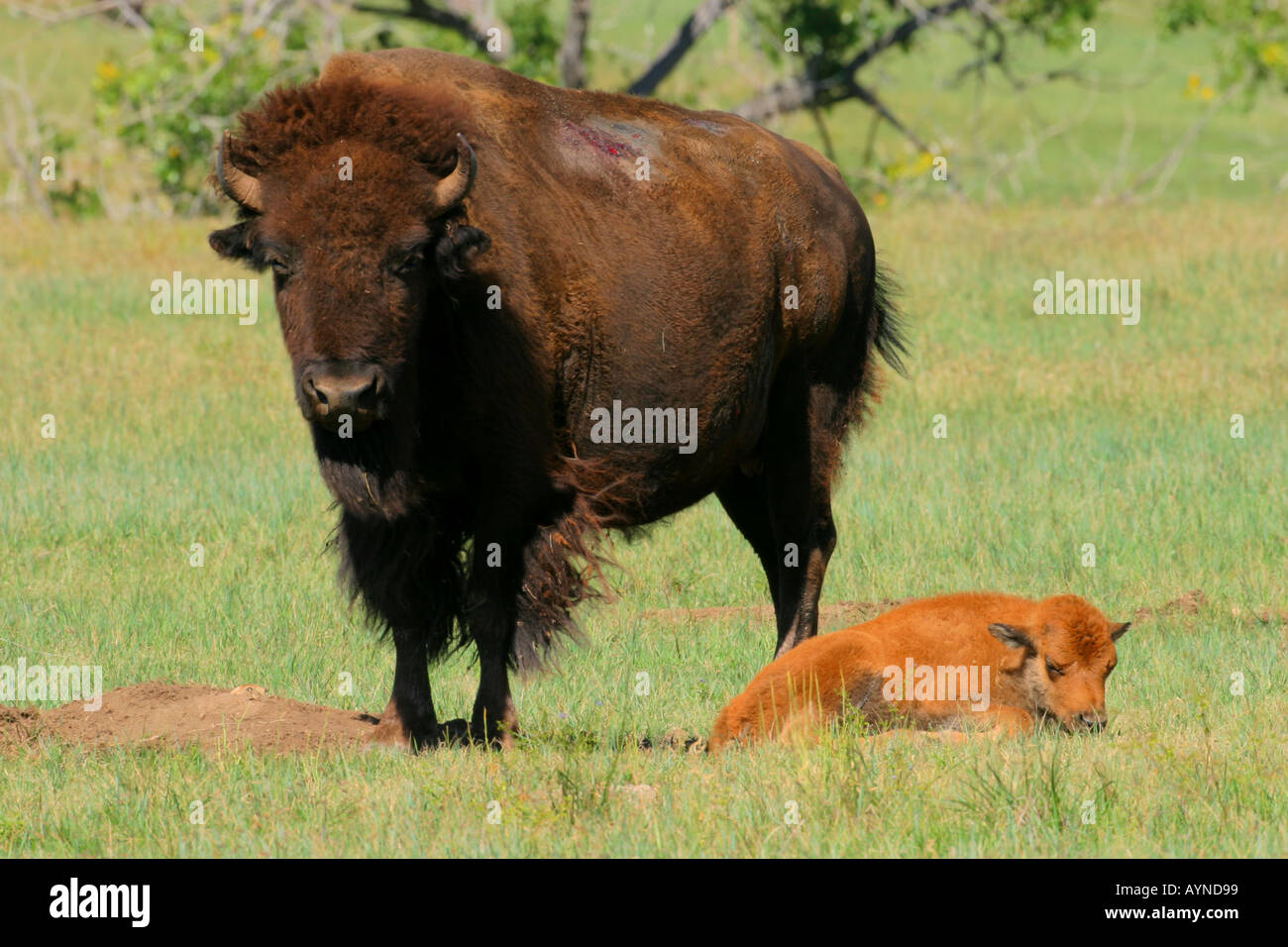 Cow bison with calf Stock Photo - Alamy