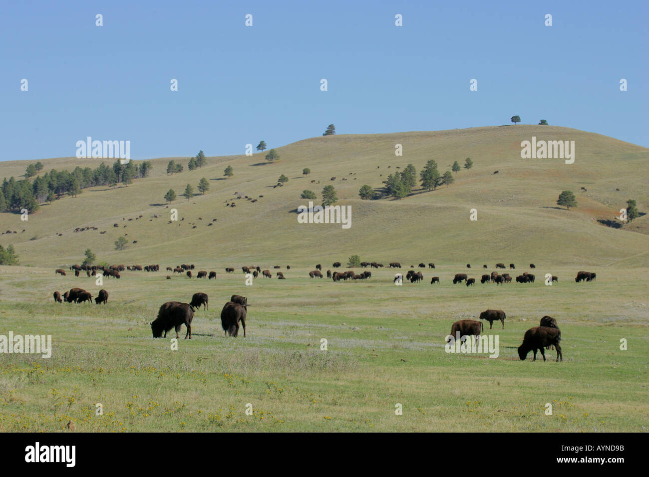 Bison buffalo wind cave national hi-res stock photography and images ...