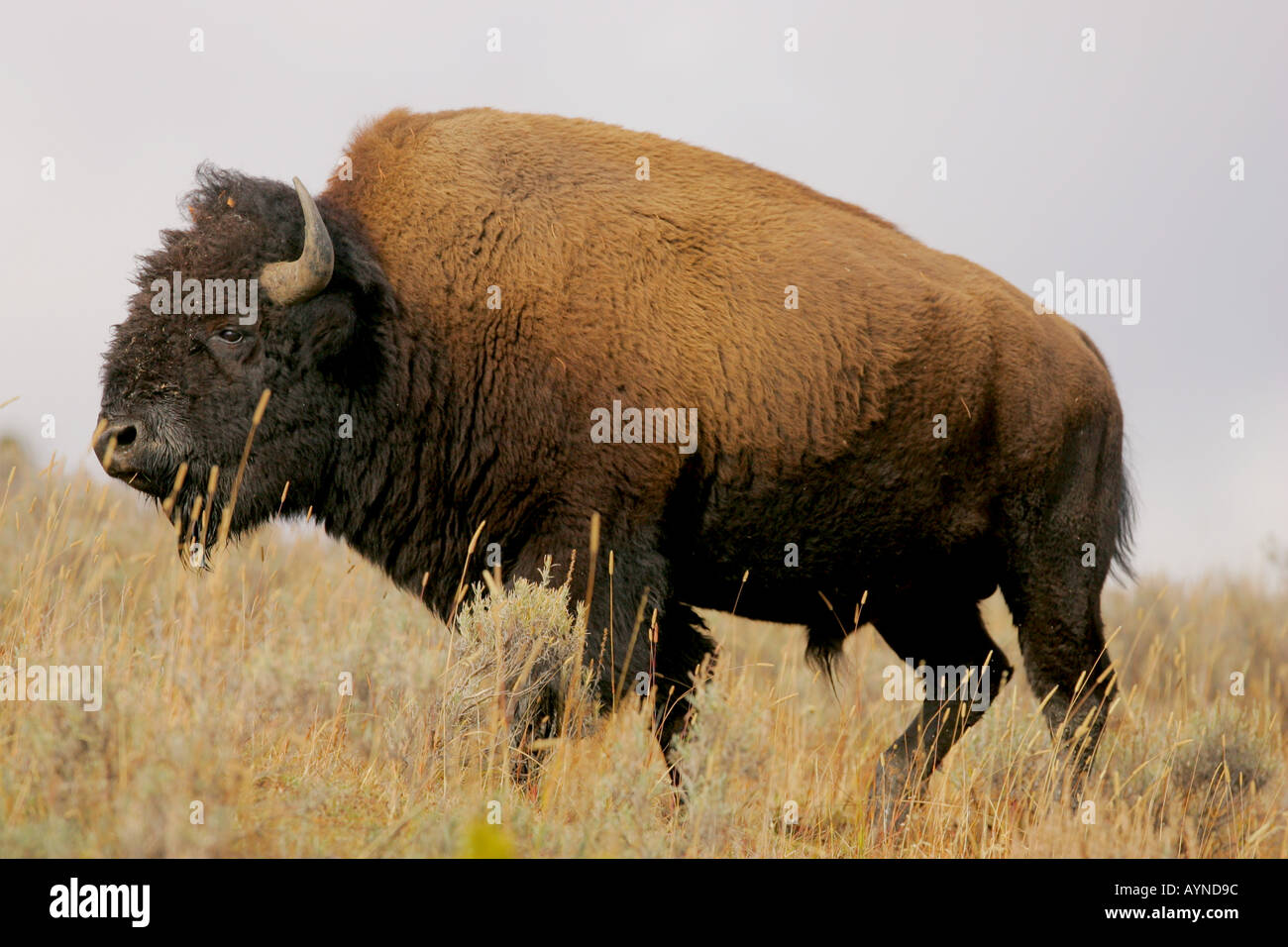 Extinction american bison hi-res stock photography and images - Alamy