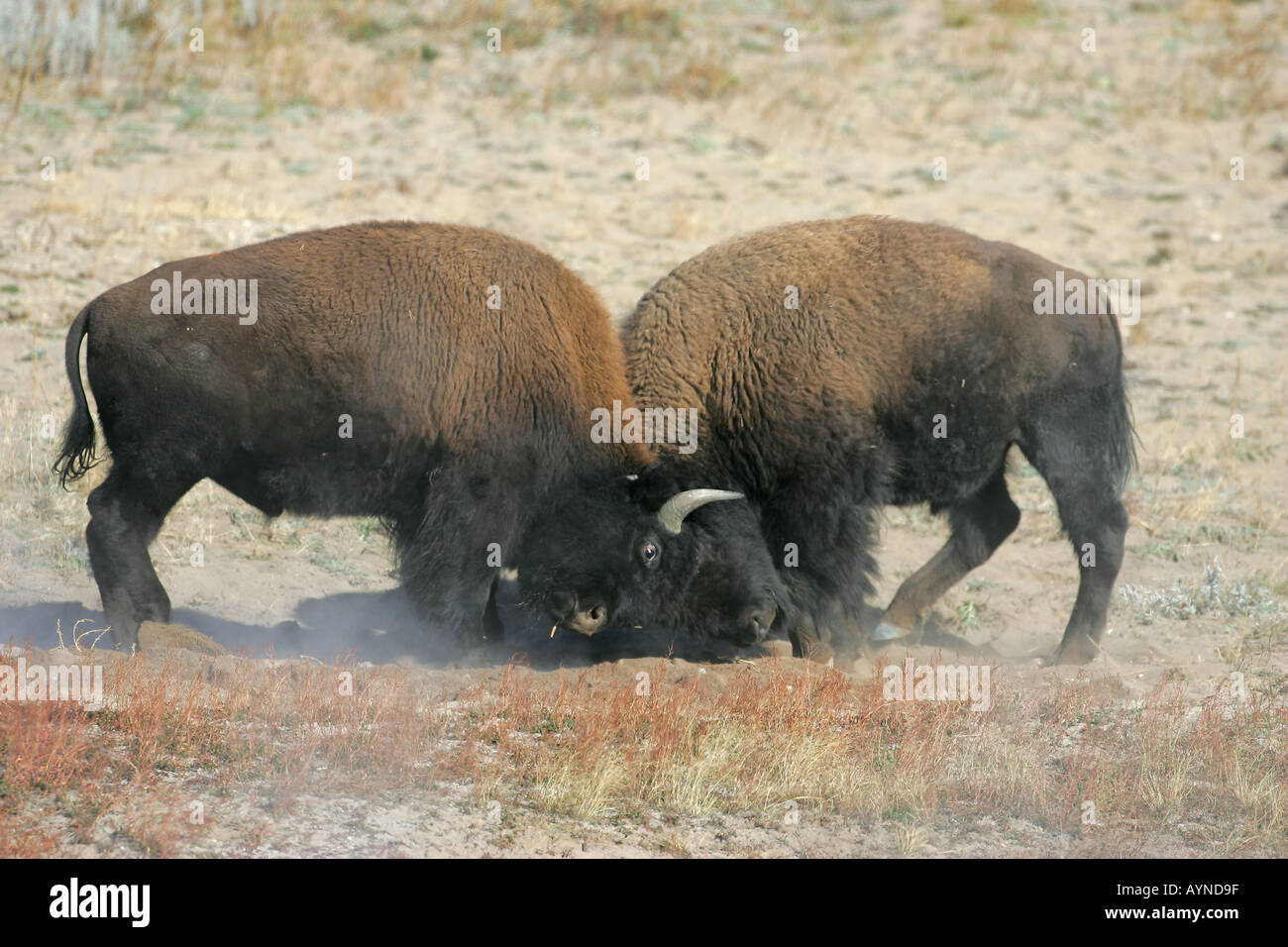 Young bull bison fighting Stock Photo - Alamy