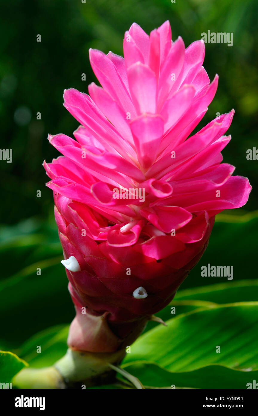 Pink ornamental ginger flower in a tropical garden Stock Photo - Alamy