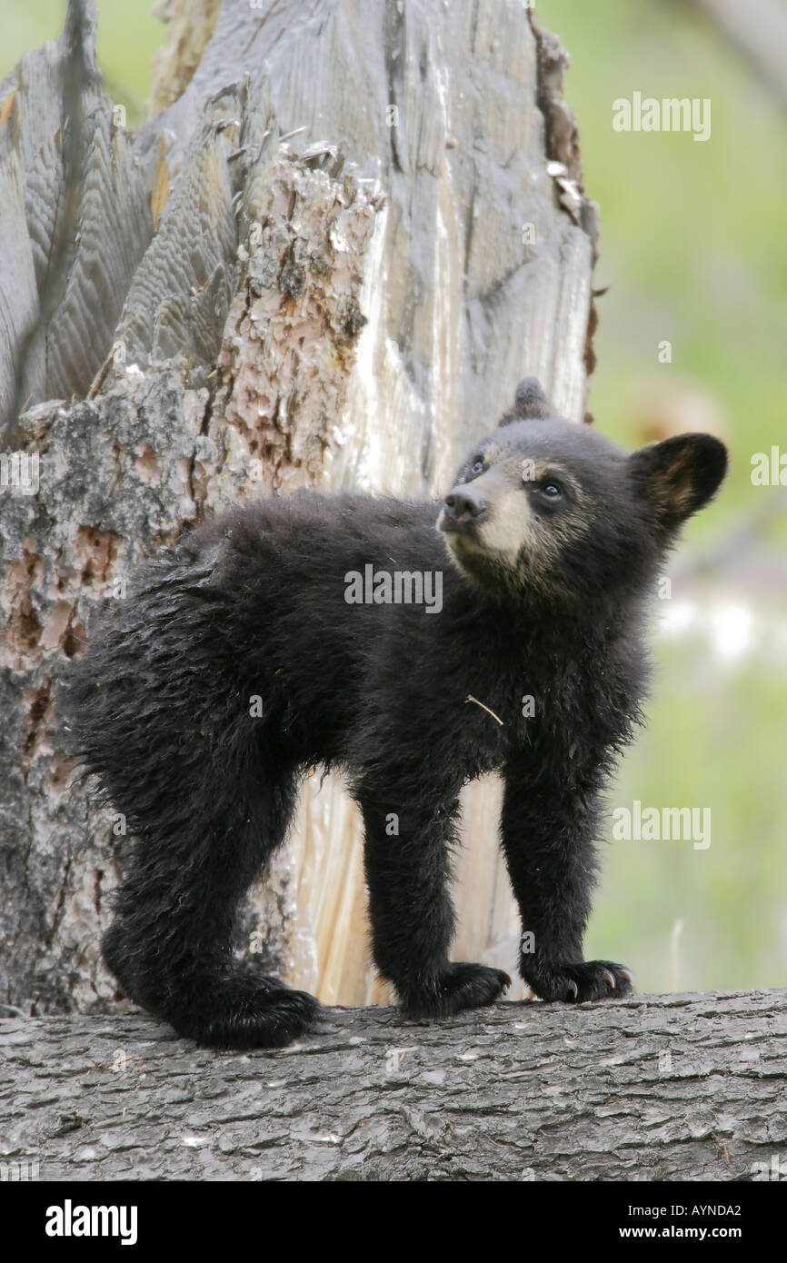 Black bear cubs on tree hi-res stock photography and images - Alamy