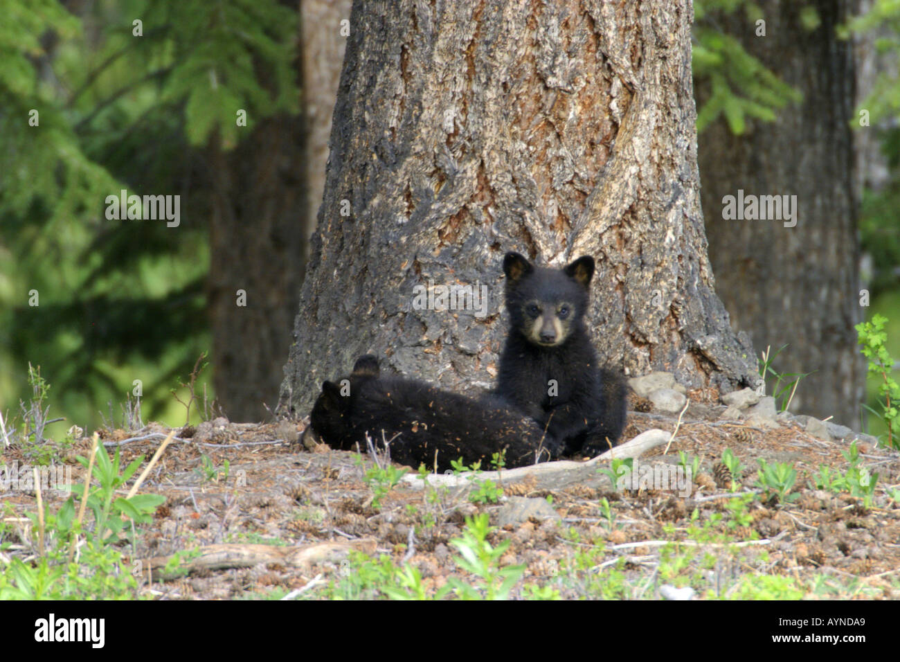 Bear cub sleep spring hi-res stock photography and images - Alamy