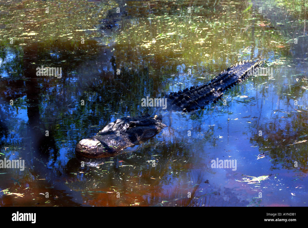 Gator pool hi-res stock photography and images - Alamy