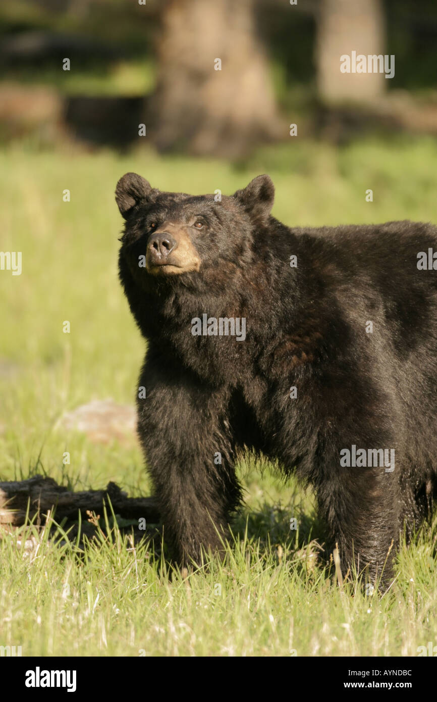 Large boar black bear during the mating season in Yellowstone Stock ...