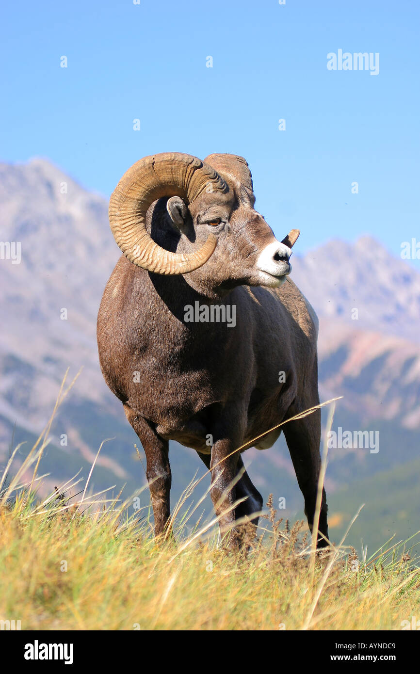 Ram trophy hi-res stock photography and images - Alamy