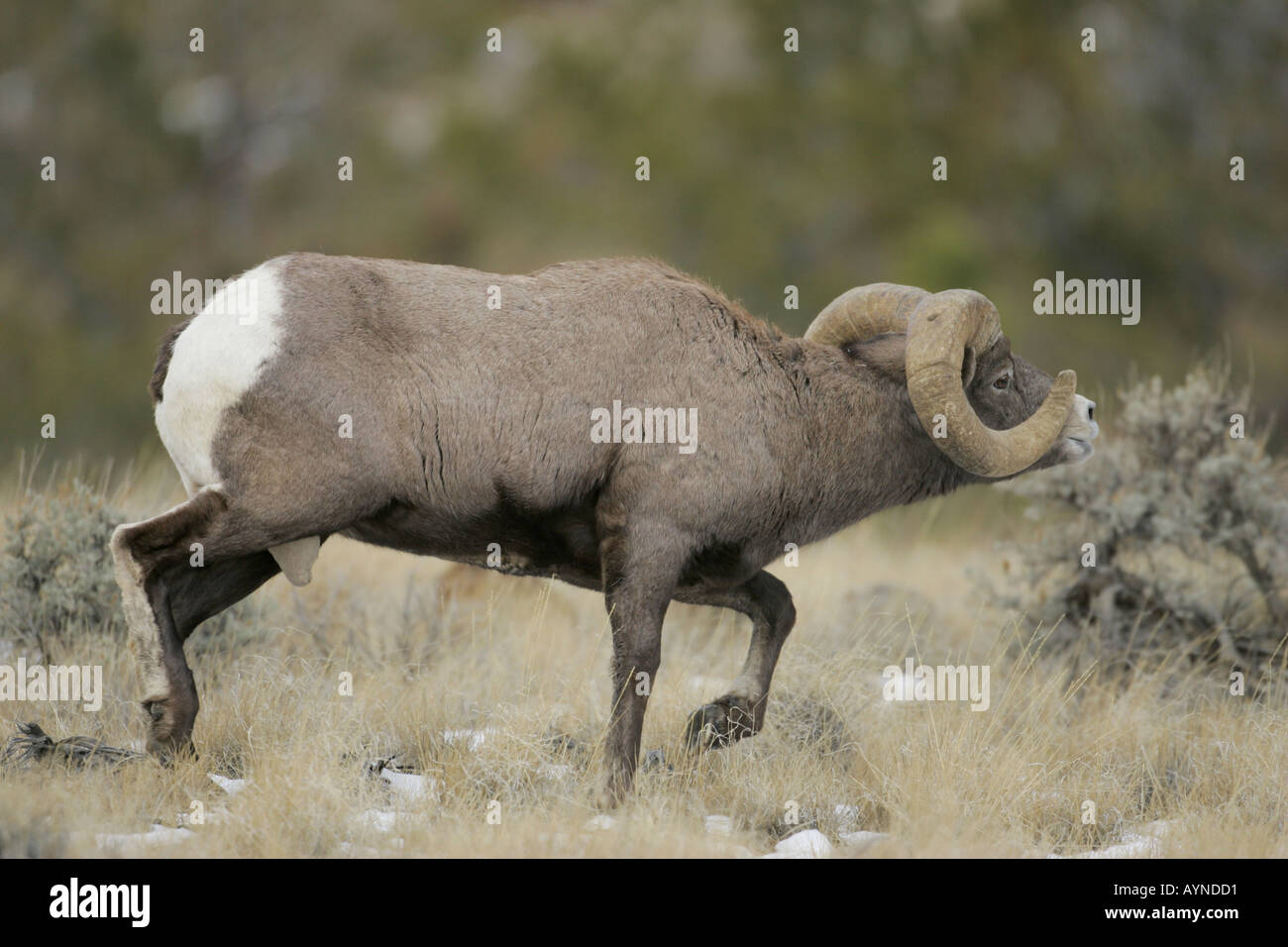 Bighorn ram during autumn rut Stock Photo - Alamy