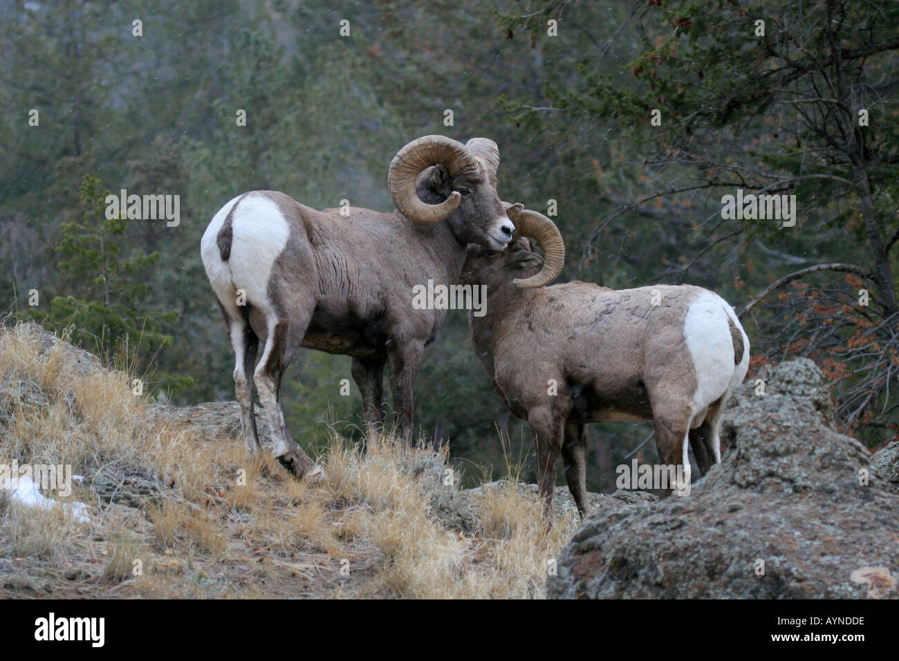 Bighorn sheep during autumn rut Stock Photo - Alamy