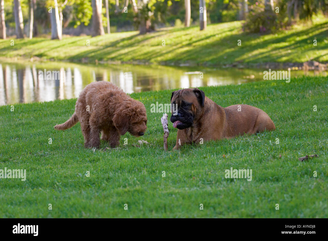 Bullmastiff golden doodle dogs puppy hi-res stock photography and ...