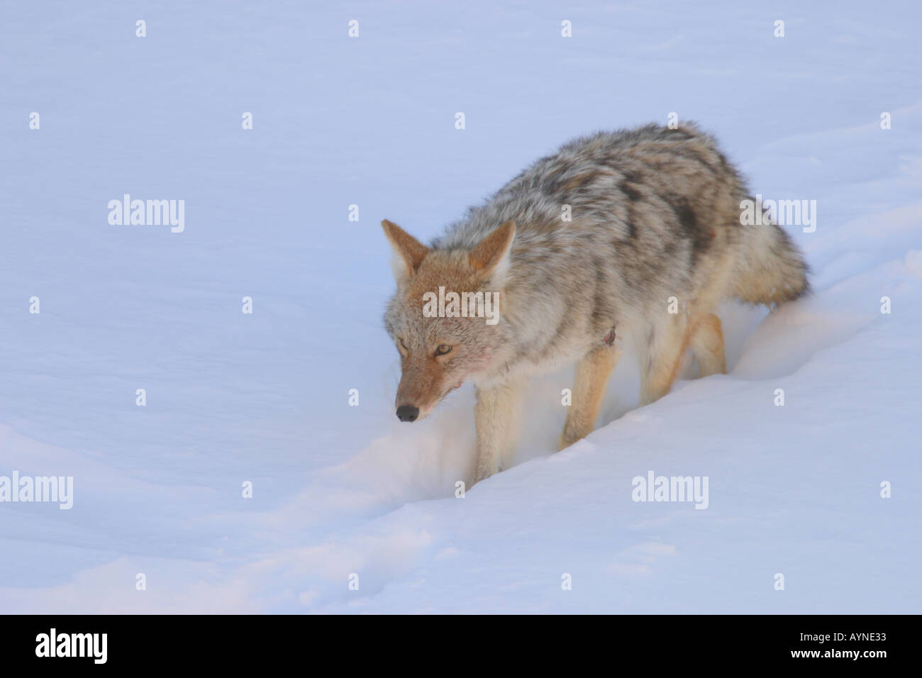 Sneaky coyote hi-res stock photography and images - Alamy