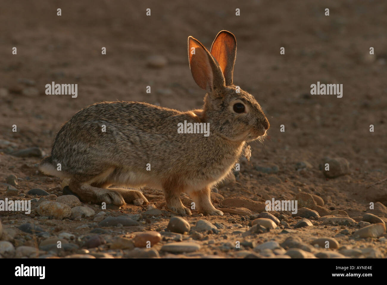 Desert cottontail rabbit Stock Photo - Alamy