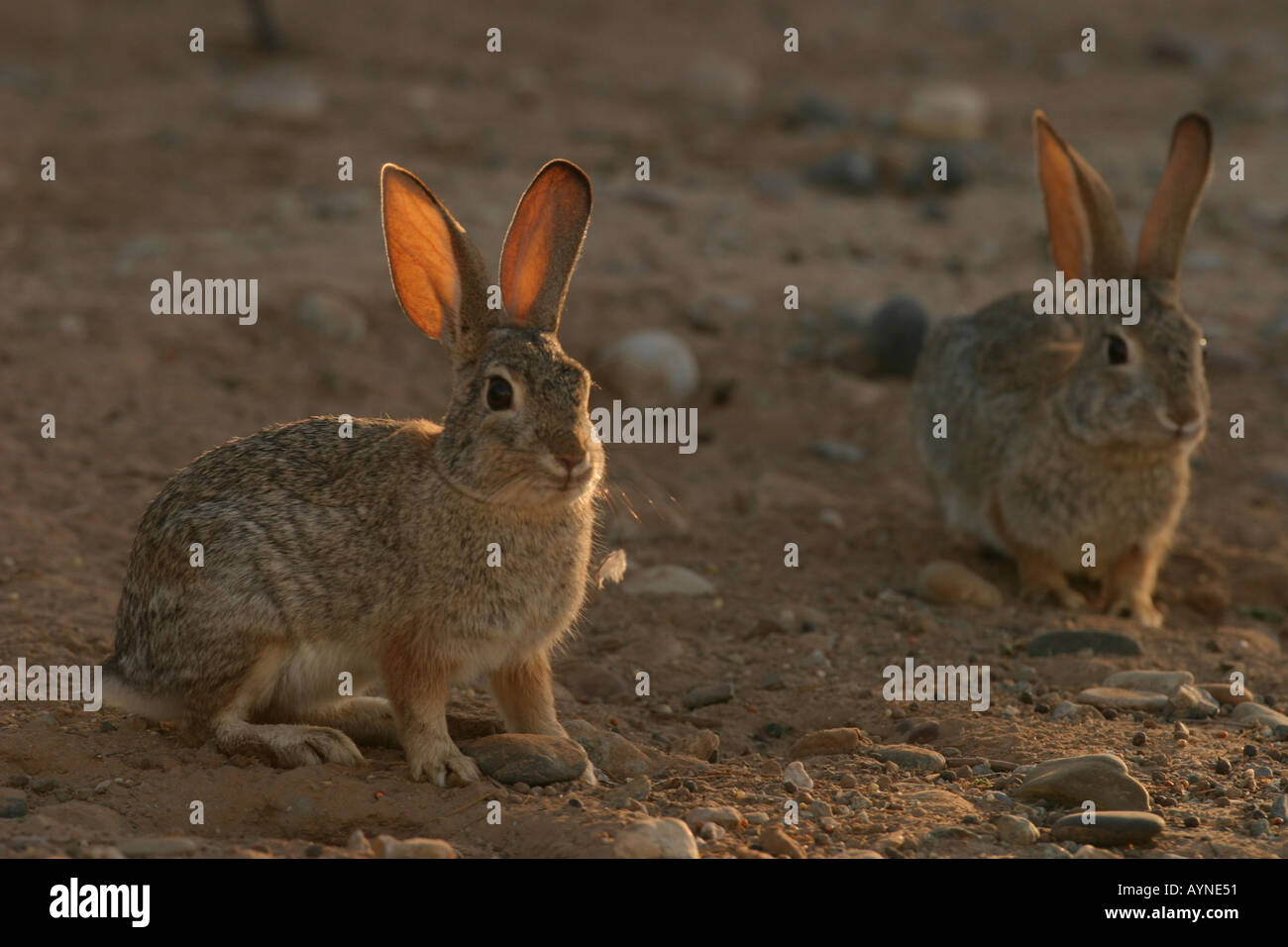 Desert cottontail rabbit Stock Photo - Alamy
