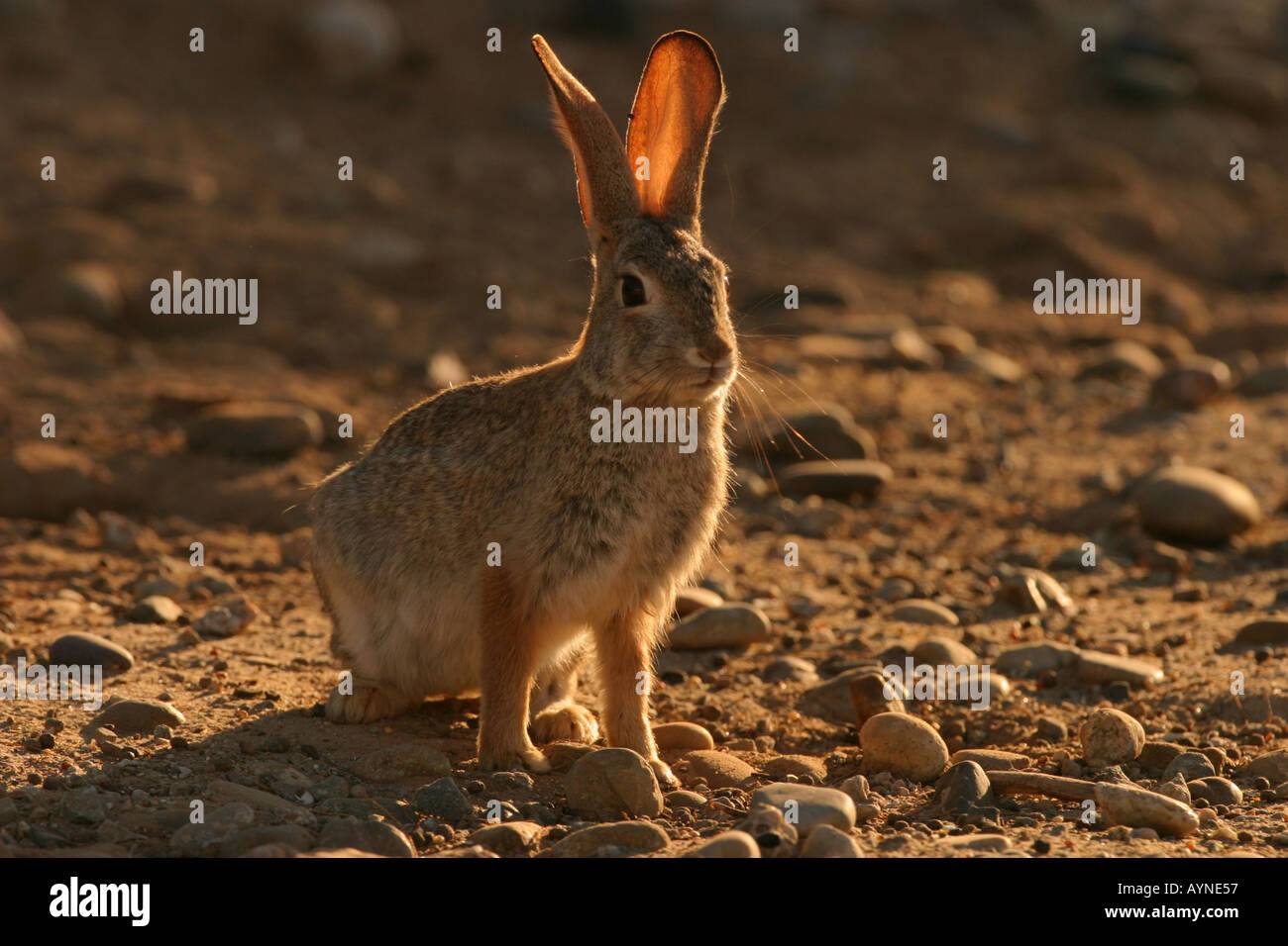 Desert cottontail rabbit Stock Photo - Alamy