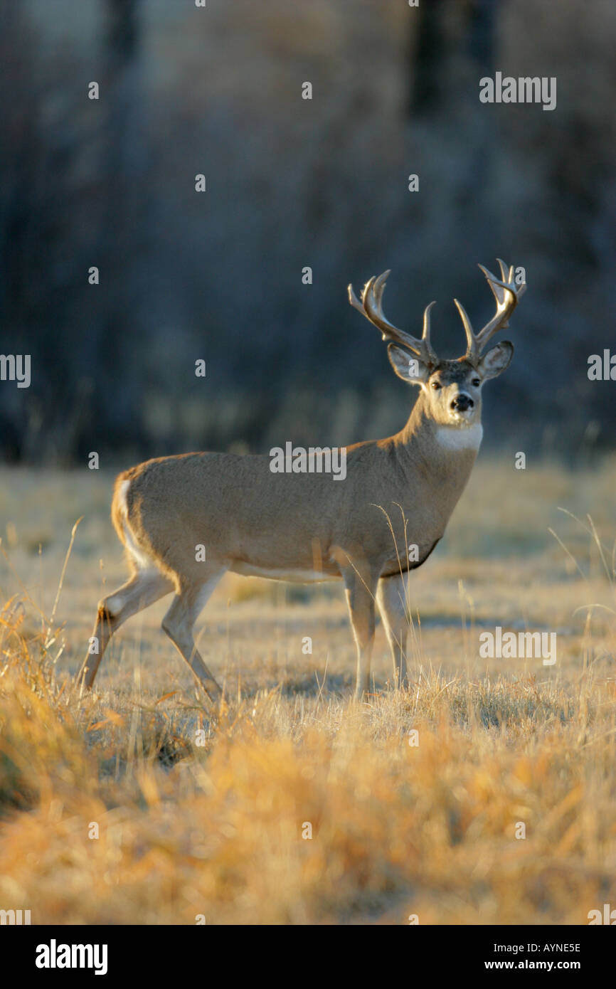 Whitetail buck during autumn rut Stock Photo - Alamy