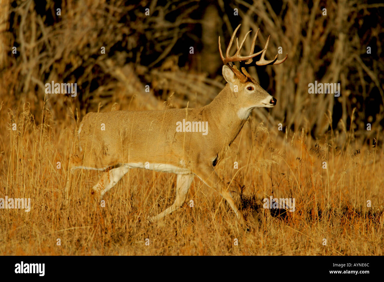 Whitetail buck during autumn rut Stock Photo - Alamy