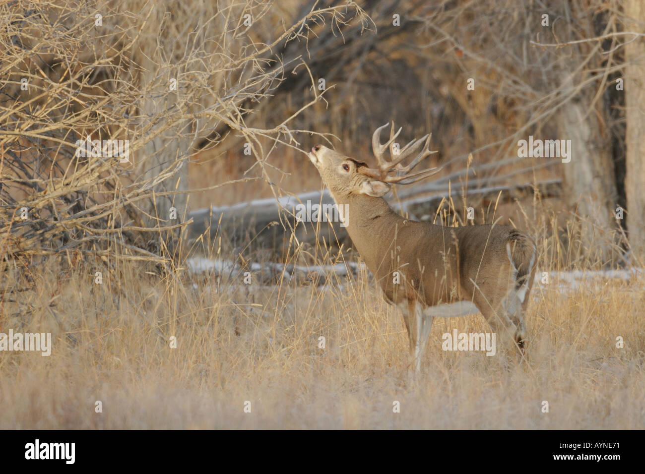 Whitetail buck during autumn rut Stock Photo - Alamy