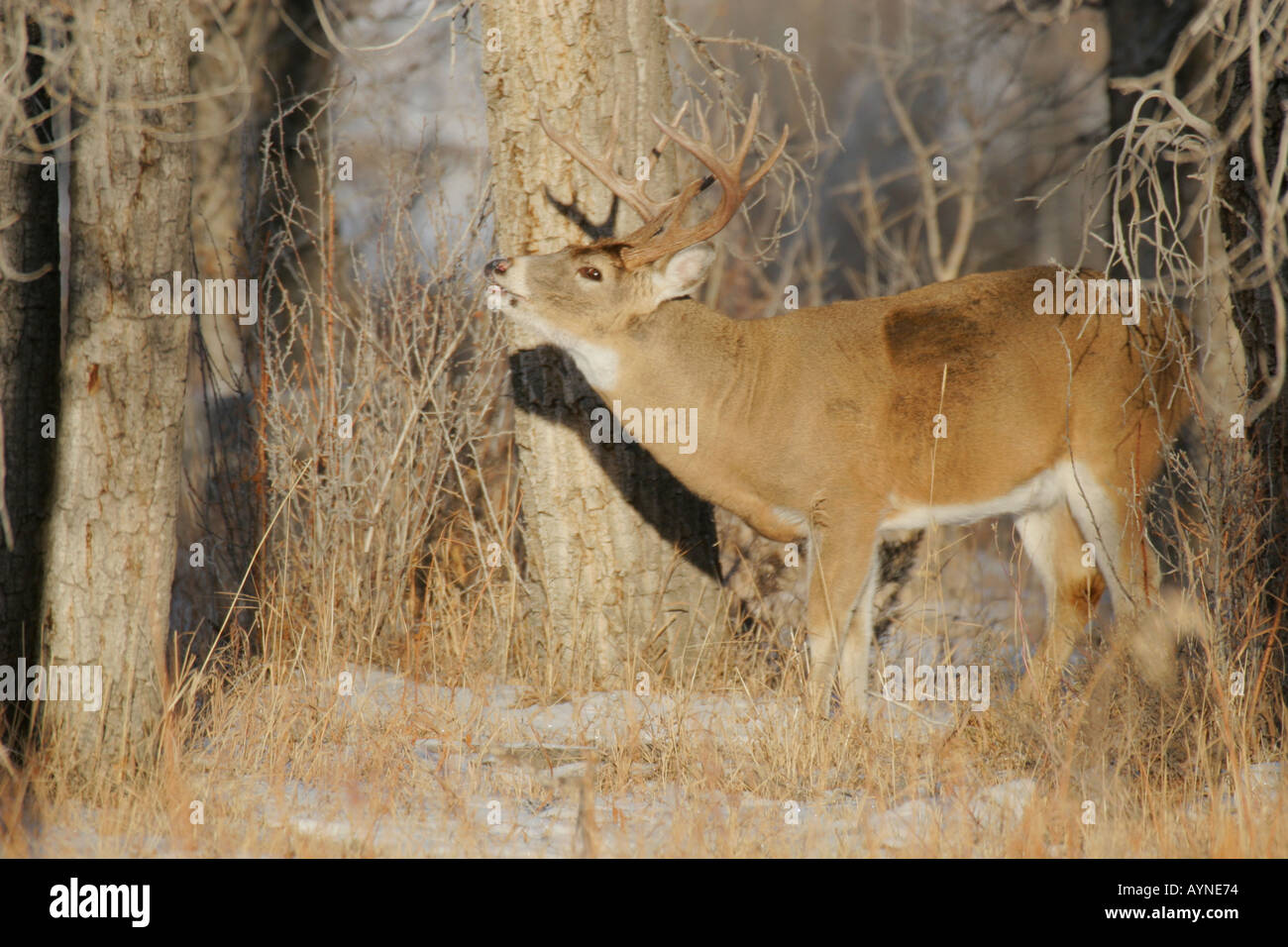Whitetail buck during autumn rut Stock Photo - Alamy