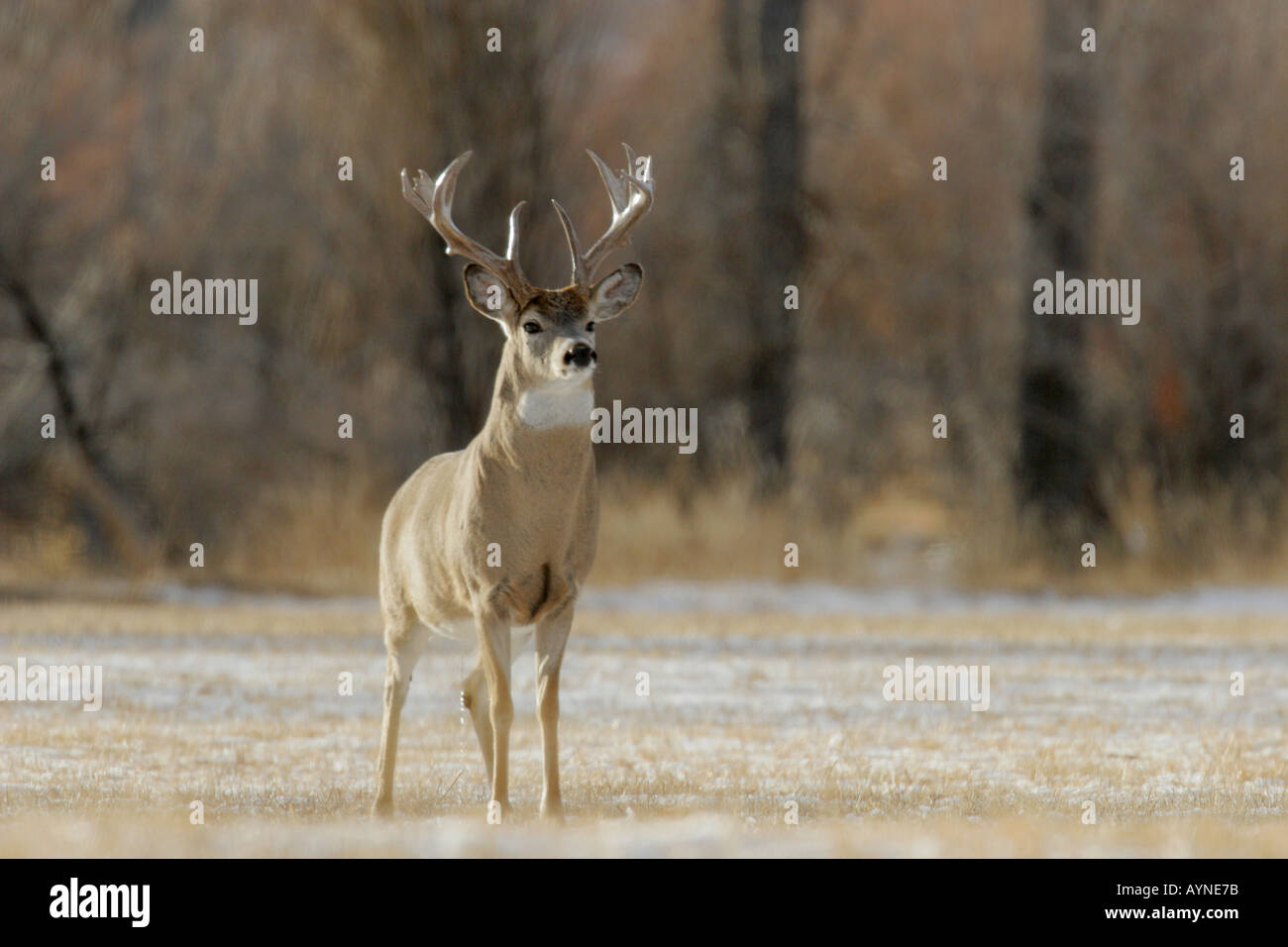 Whitetail Buck High Resolution Stock Photography and Images - Alamy
