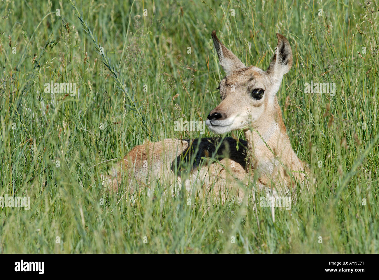 Pronghorn bedded in grass hi-res stock photography and images - Alamy