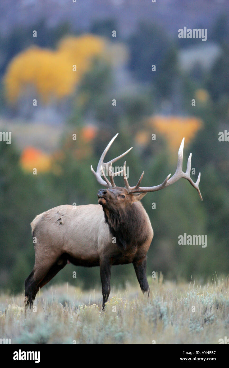 Bull elk in mountains hi-res stock photography and images - Alamy