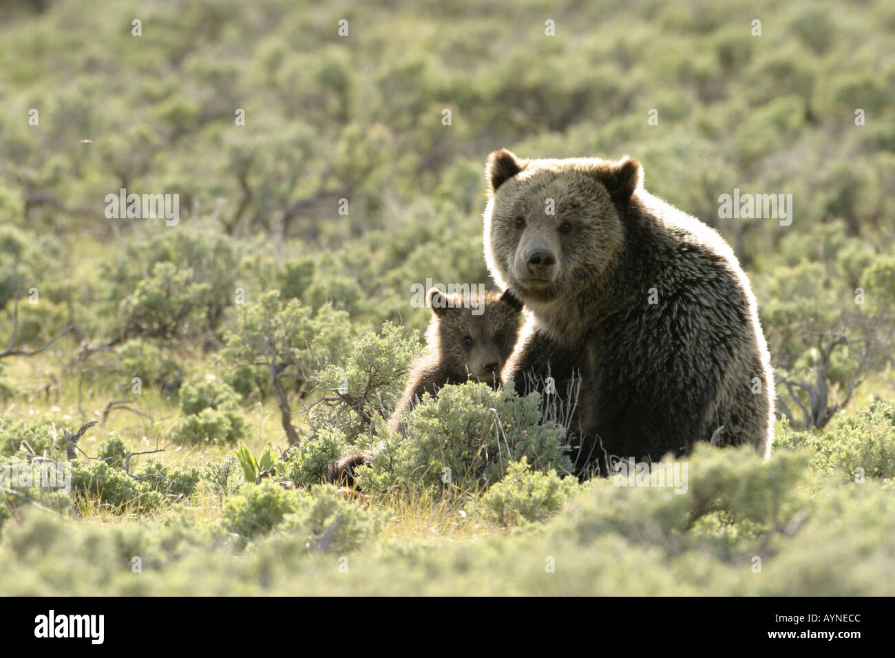 Grizzly bear sow and cubs in sagebrush habitat in Yellowstone National ...