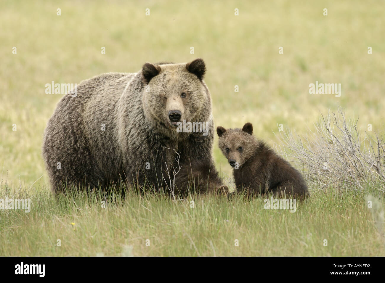 Grizzly bear sow and cub in Yellowstone National Park Stock Photo - Alamy