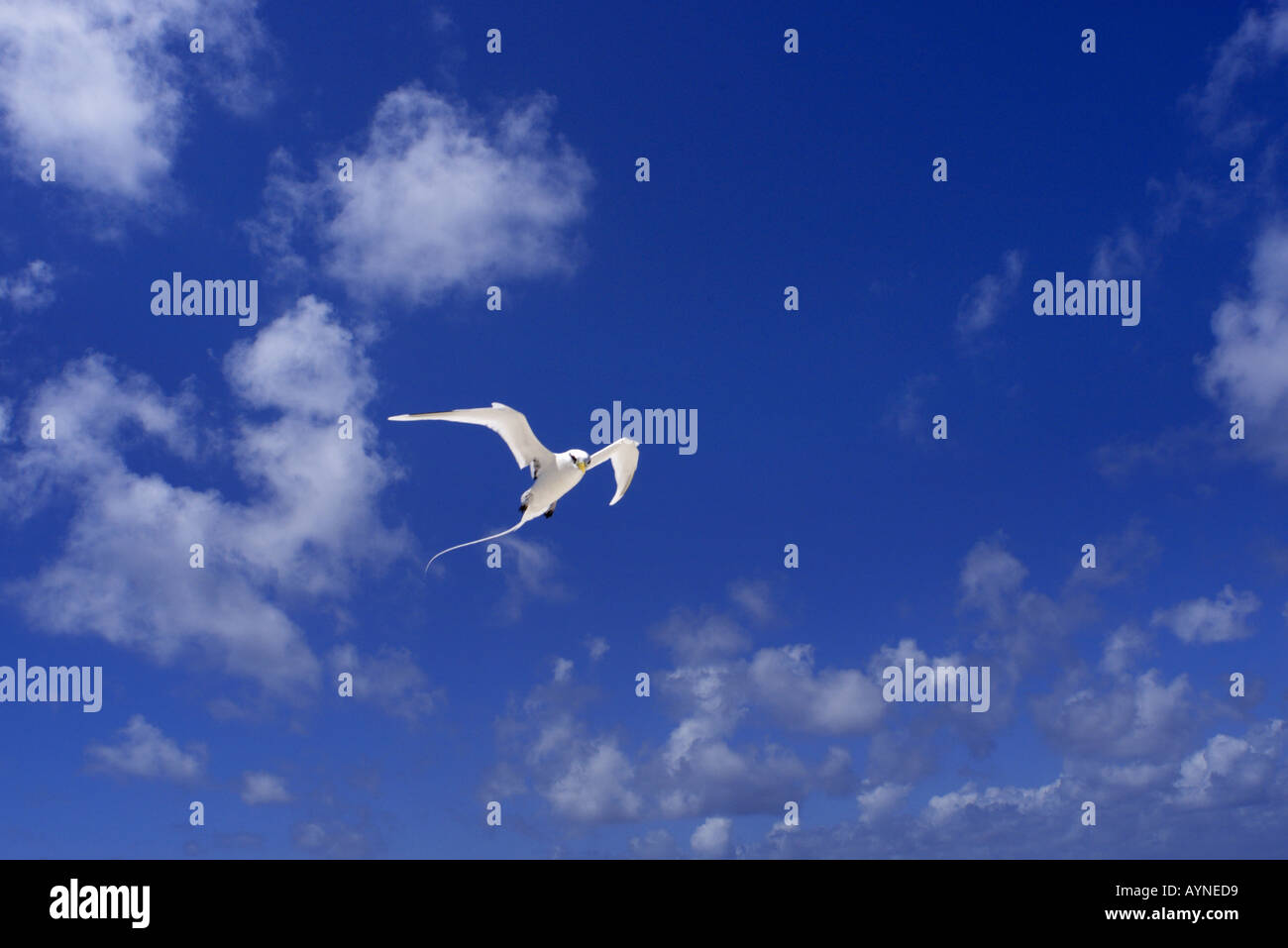 White tailed tropic bird hi-res stock photography and images - Alamy