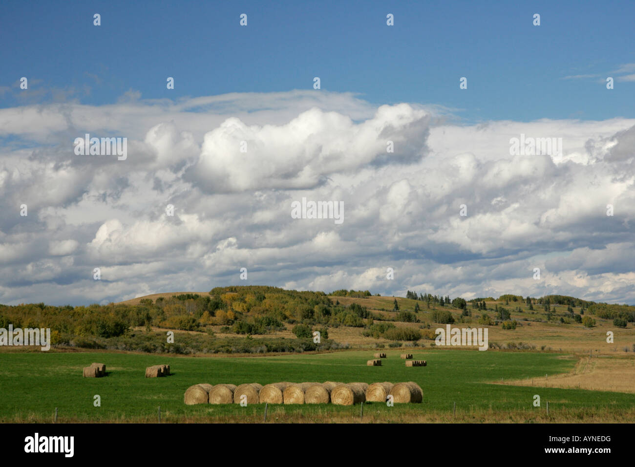 Hayfield in Alberta, Canada, with cylindrical hay bales Stock Photo - Alamy