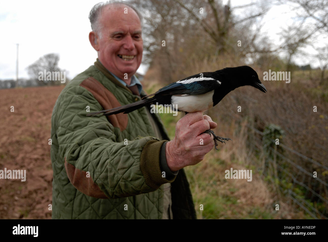 A magpie removed from a trap at Eardiston Worcs UK Stock Photo - Alamy