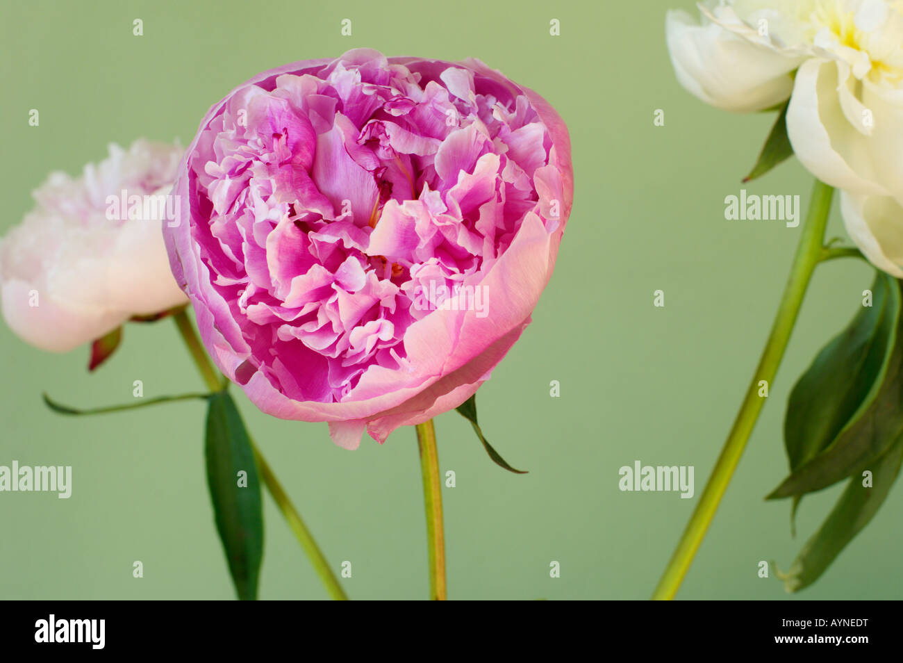 Close-up of peonies Stock Photo - Alamy