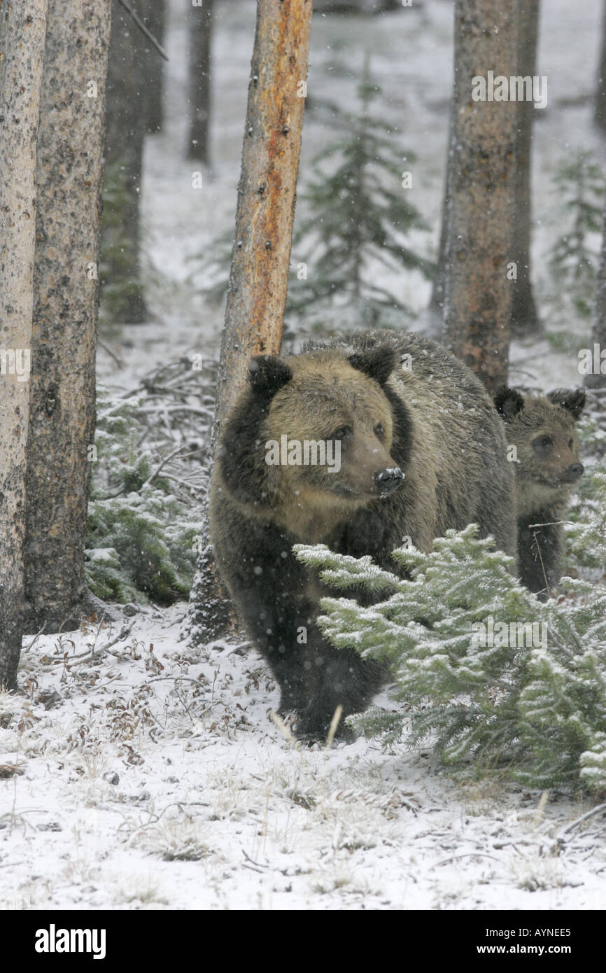 Grizzly bear sow with cubs during autumn snow Stock Photo - Alamy