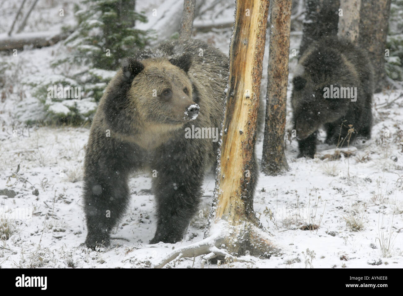 Grizzly bear sow with cubs during autumn snow Stock Photo - Alamy