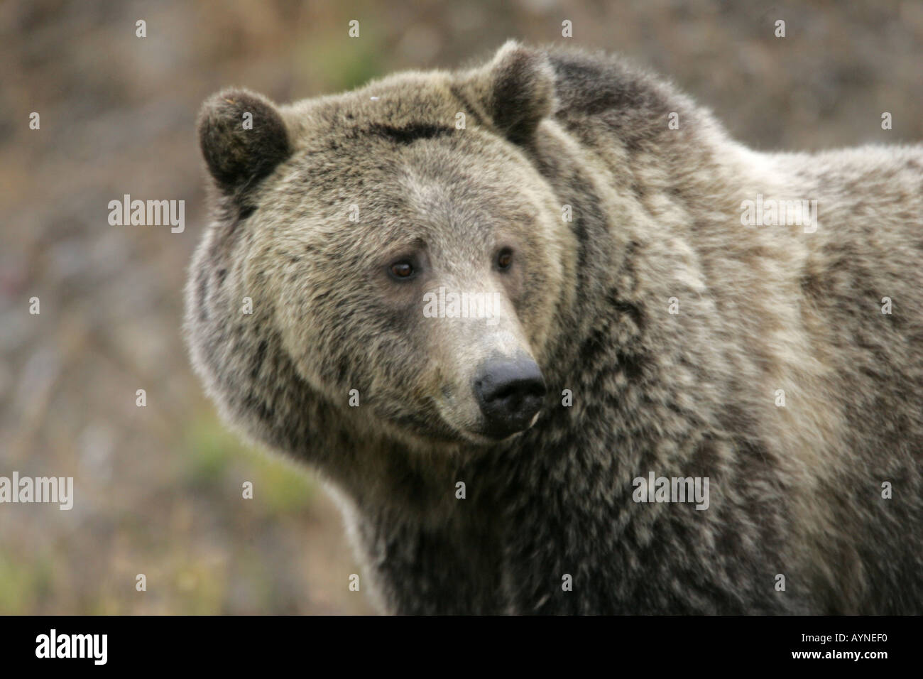 Grizzly recovery hi-res stock photography and images - Alamy