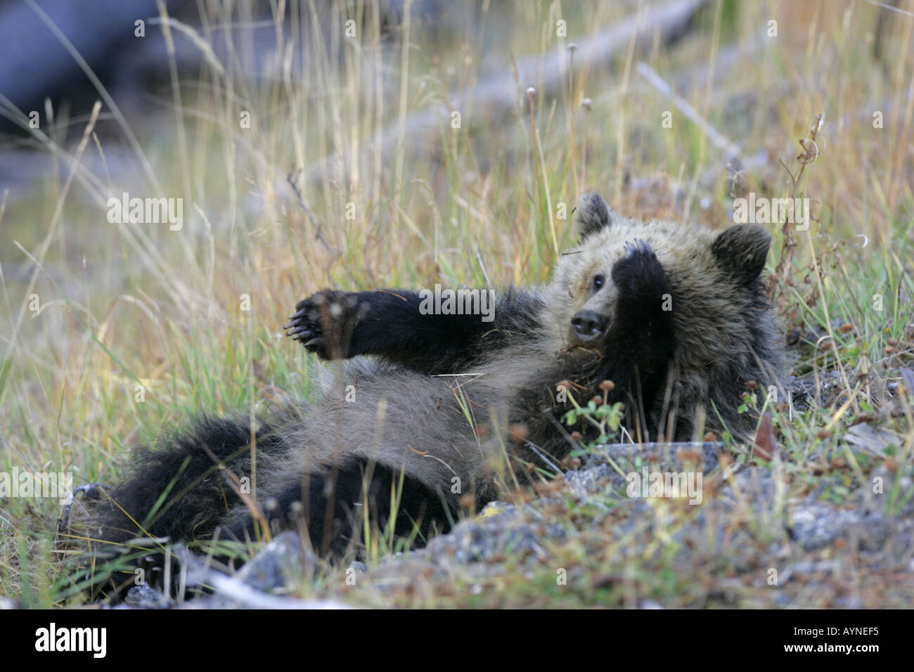 Grizzly bear cub relaxing Stock Photo - Alamy