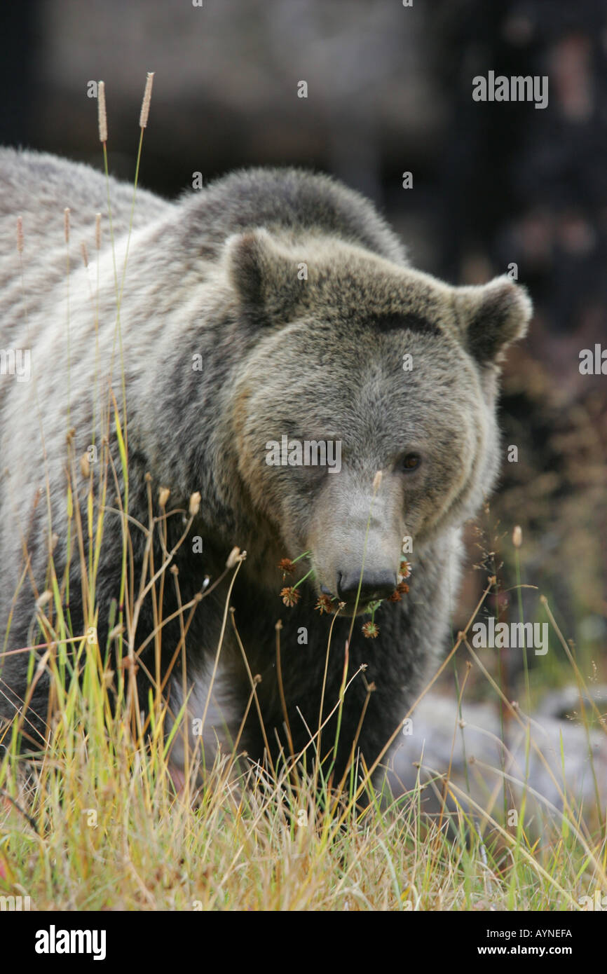 Grizzly recovery hi-res stock photography and images - Alamy