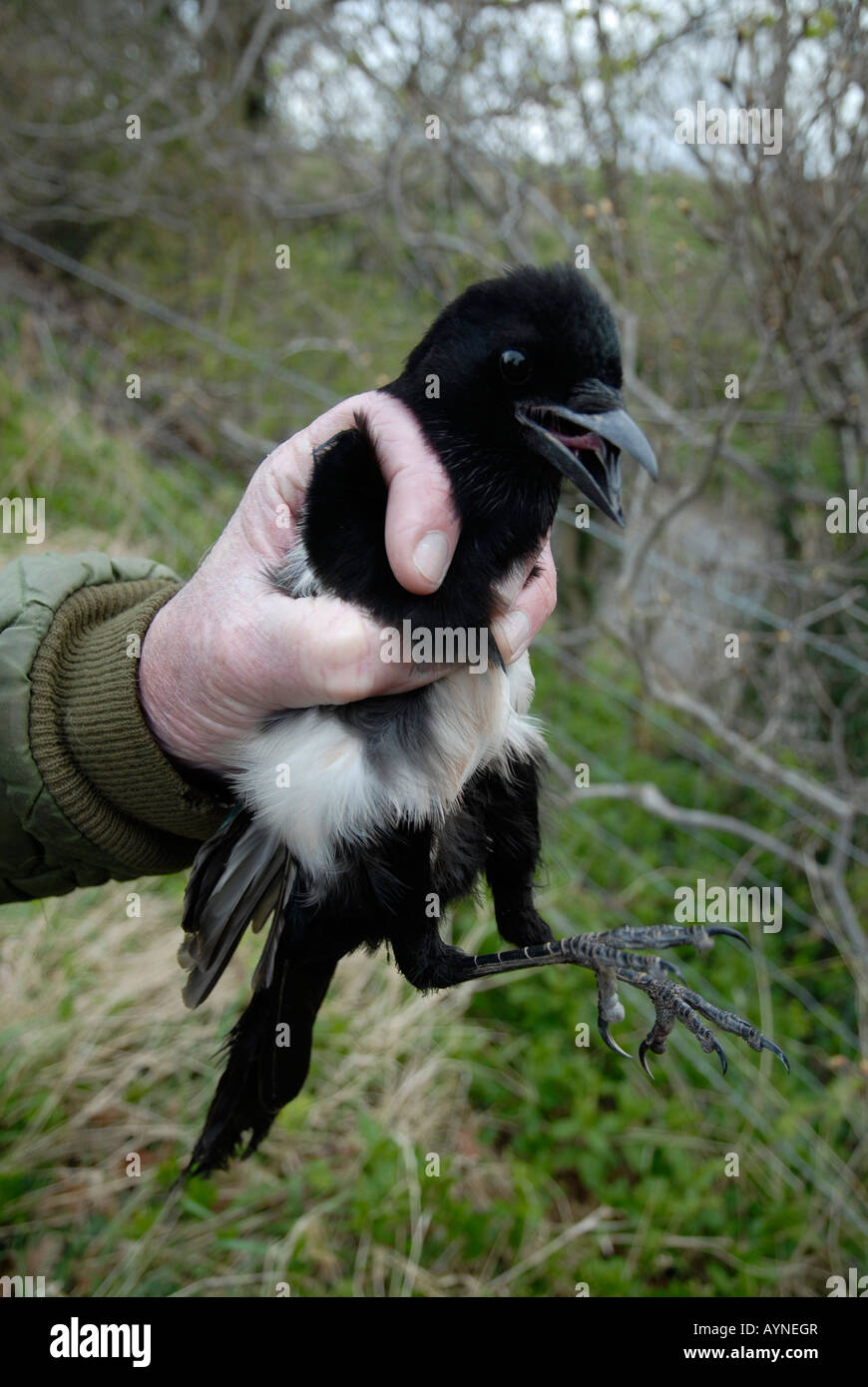 Magpie trap hi-res stock photography and images - Alamy