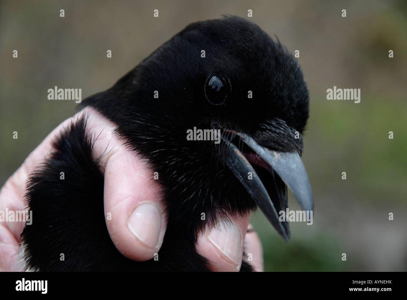 Magpie trap hi-res stock photography and images - Alamy