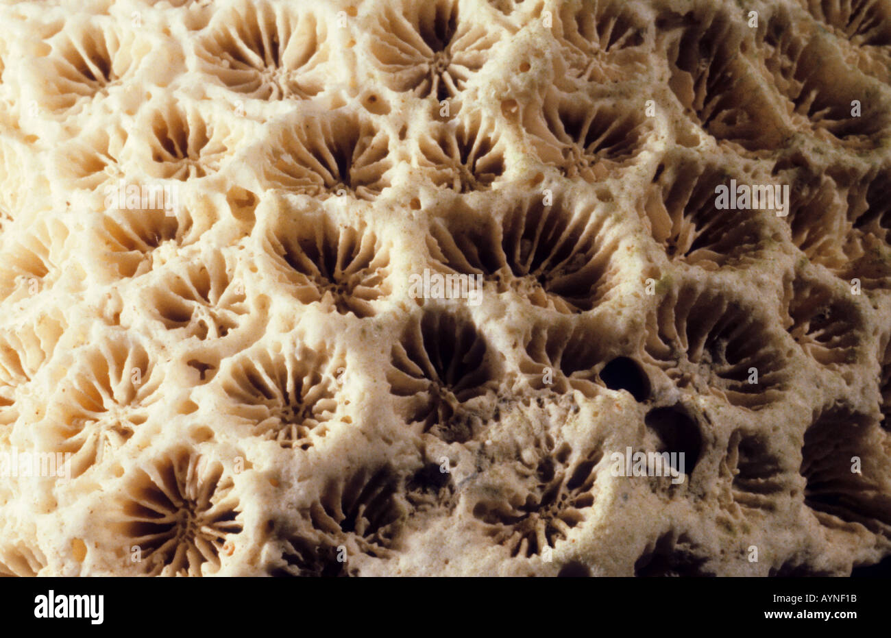 Close up of bleached coral washed up on beach in Sri lanka Asia Stock ...
