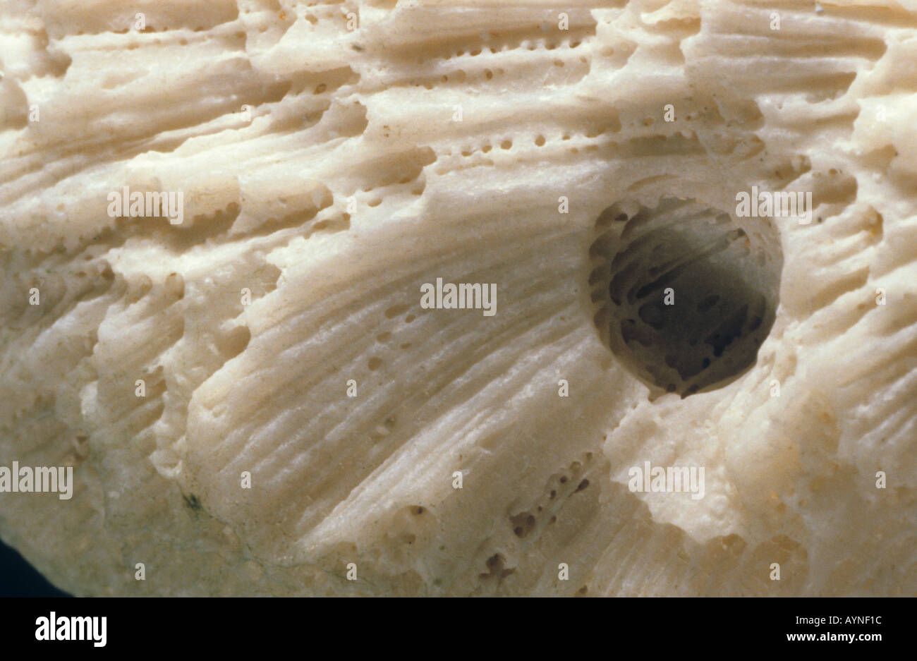 Close up of bleached coral washed up on beach in Sri lanka Asia Stock ...