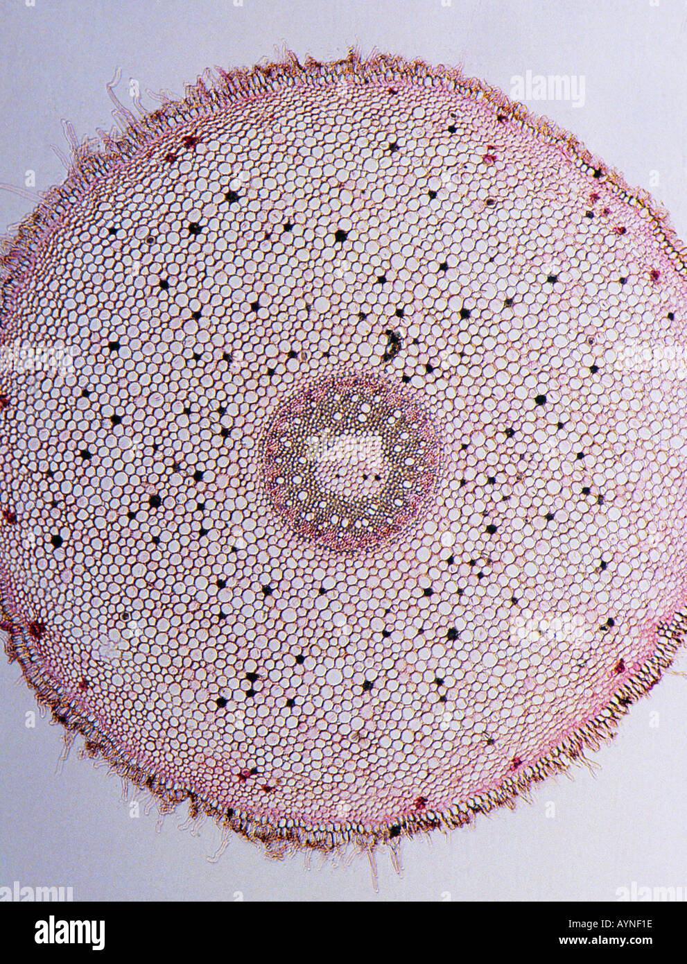 Plant stem cross section microscope hi-res stock photography and images ...