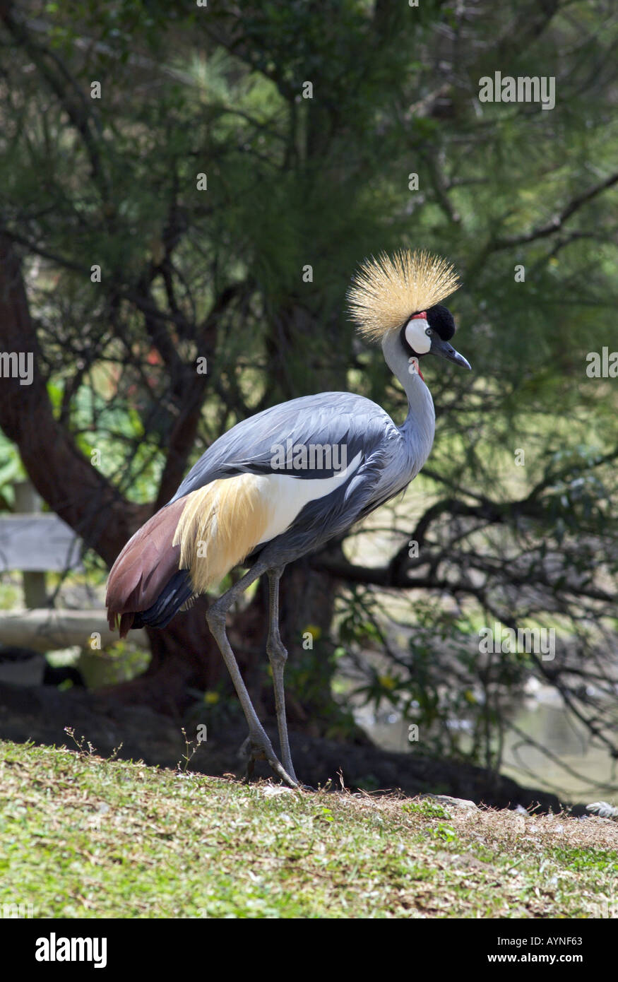 african crowned crane Stock Photo - Alamy