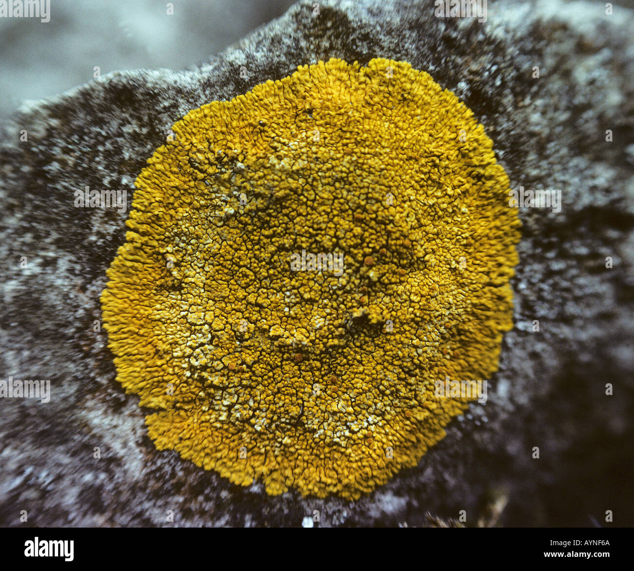 Close up of lichen litchen growing on stone wall Stock Photo - Alamy