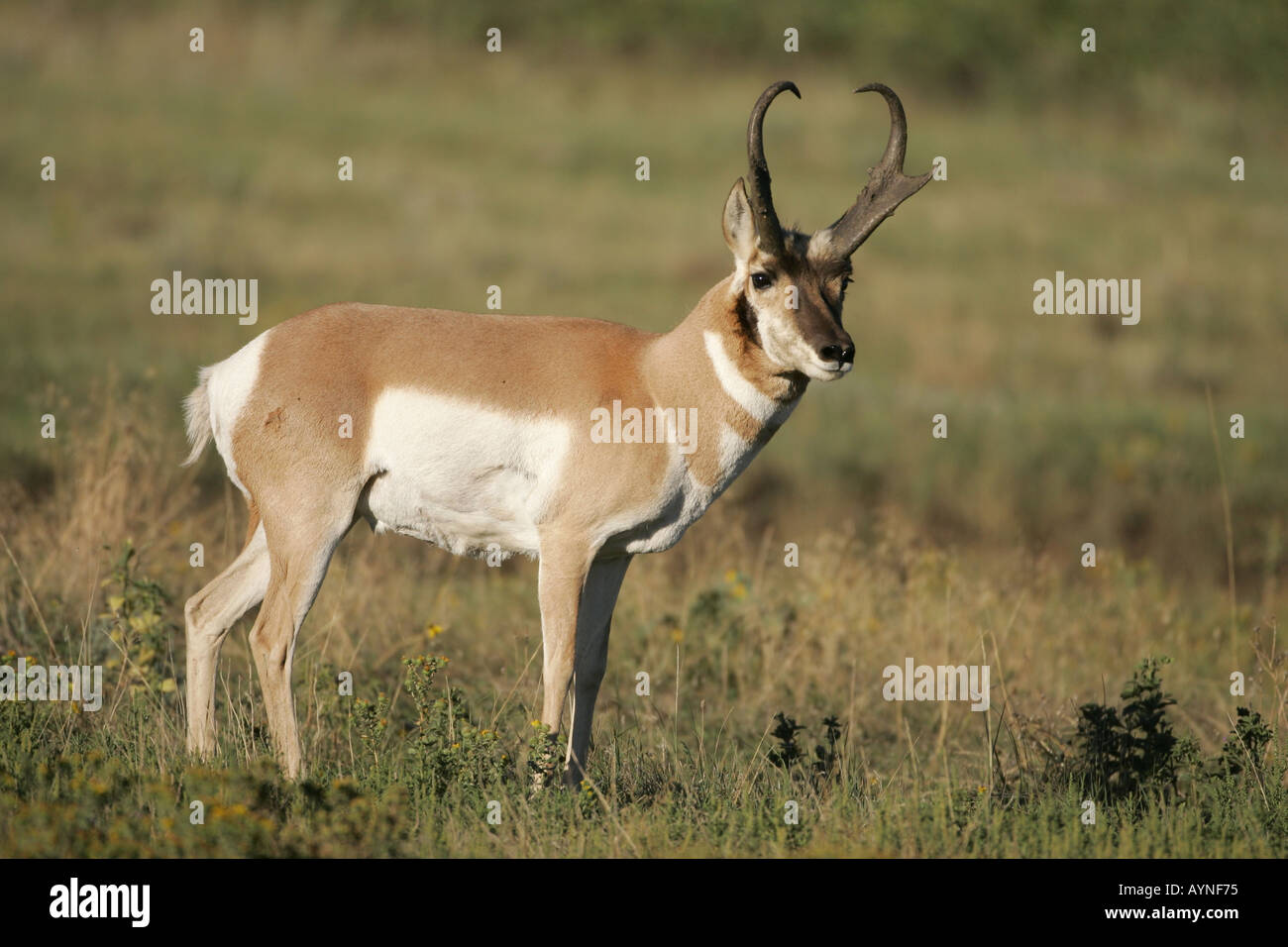 Pronghorn antelope buck Stock Photo - Alamy