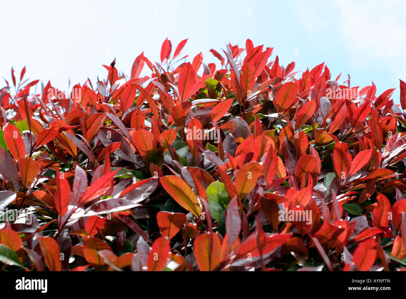 Photinia x fraseri hi-res stock photography and images - Alamy